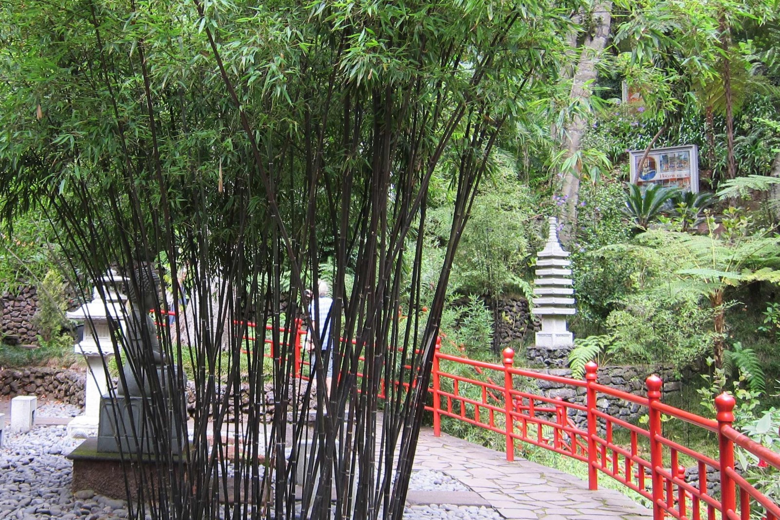 Bamboe planten? advies, Info & tips van HORNBACH