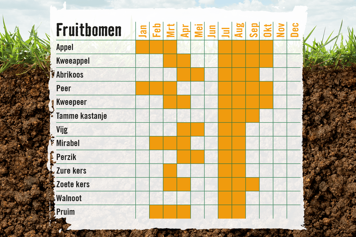 Advies over fruitbomen planten? Info & tips van HORNBACH!