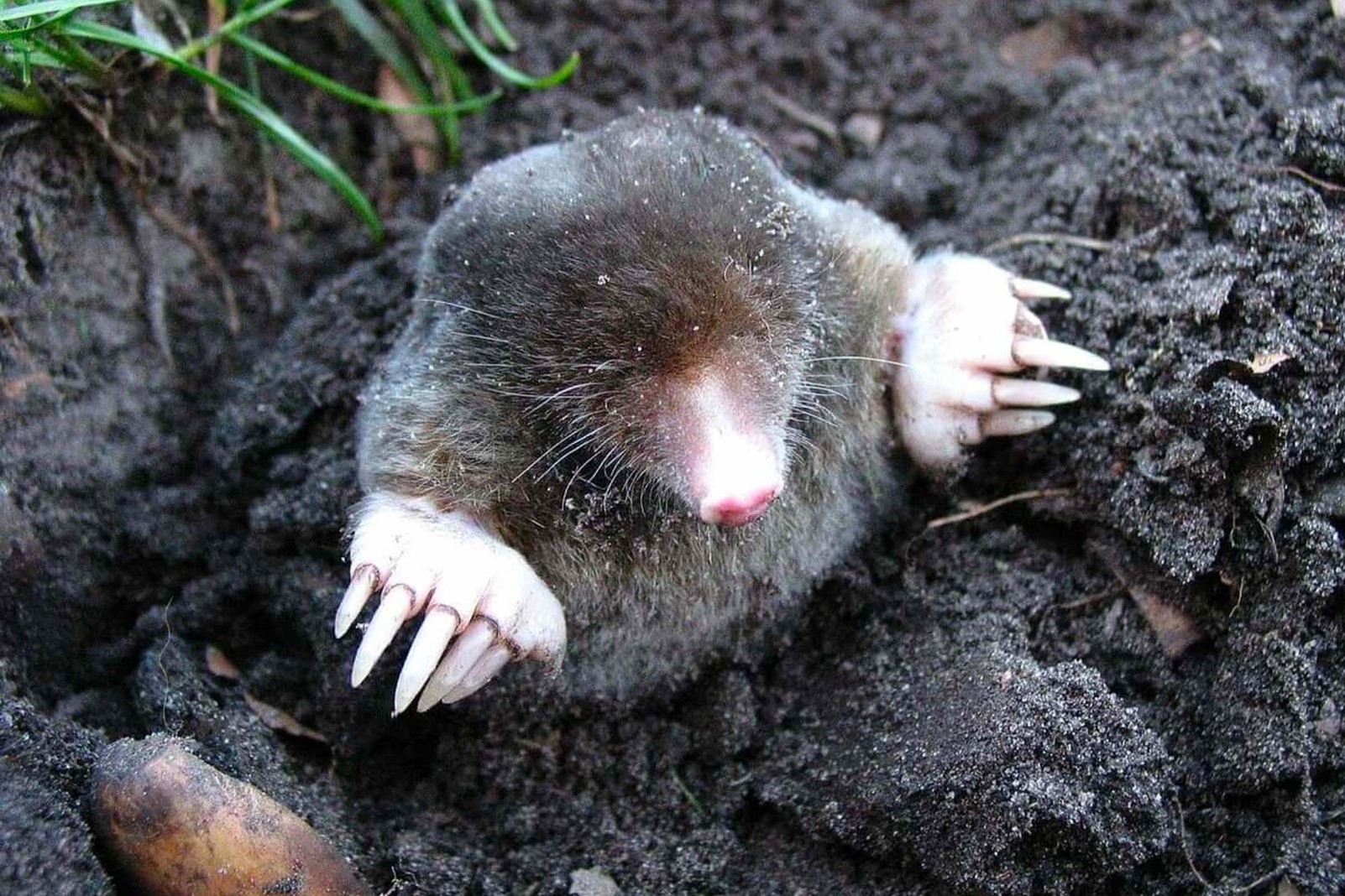 Verjagen met ultrasoon geluid