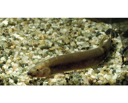 Zwart slangenvisje kopen! | HORNBACH