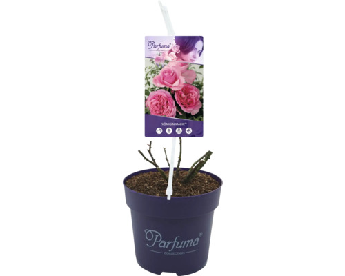 FLORASELF Roos Rosa 'Königin Marie' potmaat 6 liter H 10-60 cm kopen ...